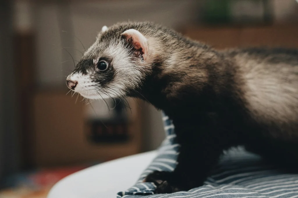 Vet Clinic in Canal Winchester & Pickerington, OH | Animal Hospital